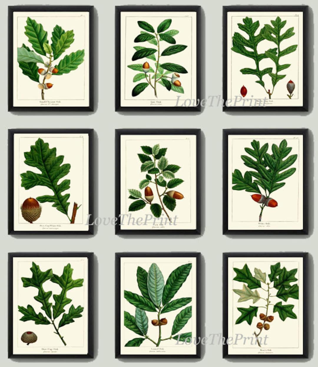 Acorn Botanical Wall Art Set of 9 Prints Beautiful Antique Vintage ...