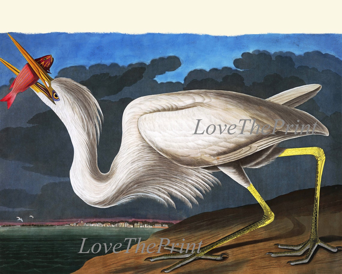 John James Audubon Birds Wall Art Prints Vintage Antique Set - Etsy