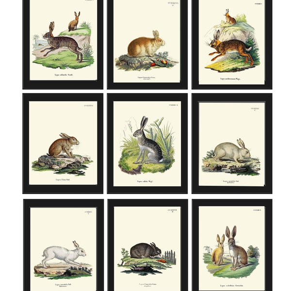 Vintage Rabbit Print - Etsy