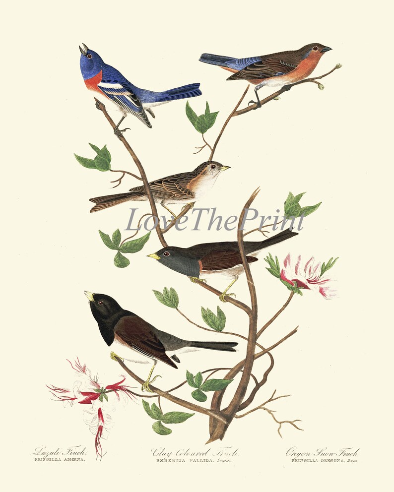 Vintage Blue Birds Wall Decor Art Print Set of 6 Prints - Etsy