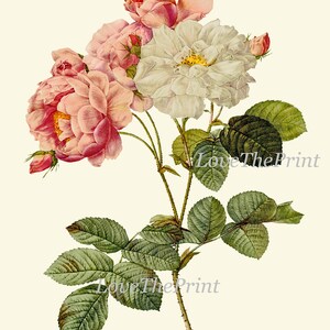 Pink Flowers Botanical Wall Art Set of 12 Prints Beautiful Antique ...