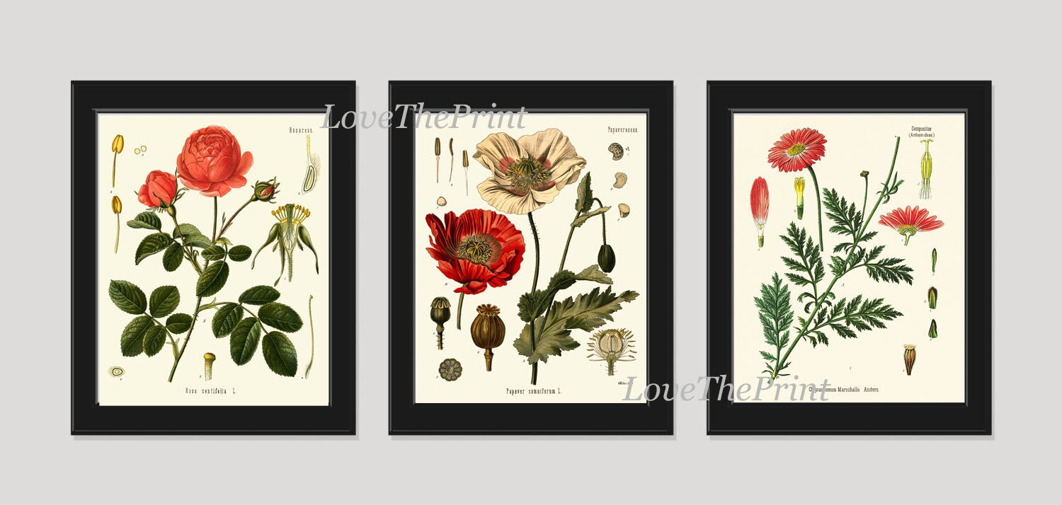 Red Poppy Roses Marguerite Daisy Botanical Wall Art Set of 3 Prints ...