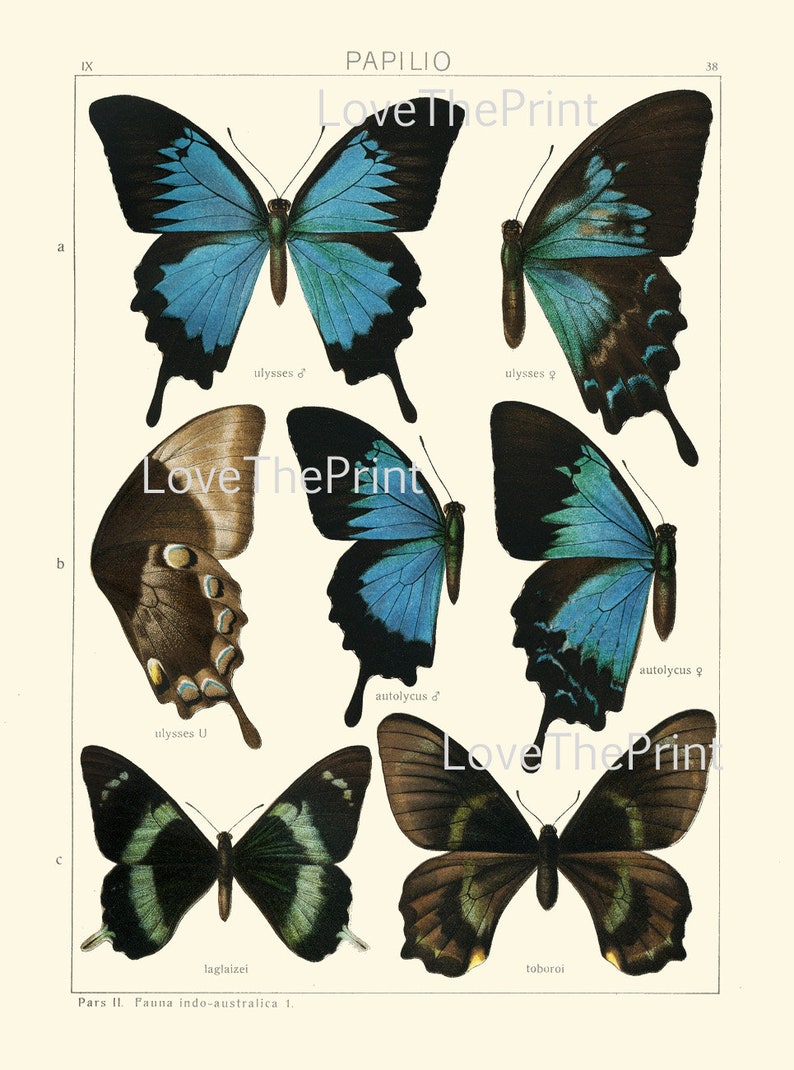 Vintage Butterfly Chart Wall Art Set of 9 Prints Beautiful - Etsy