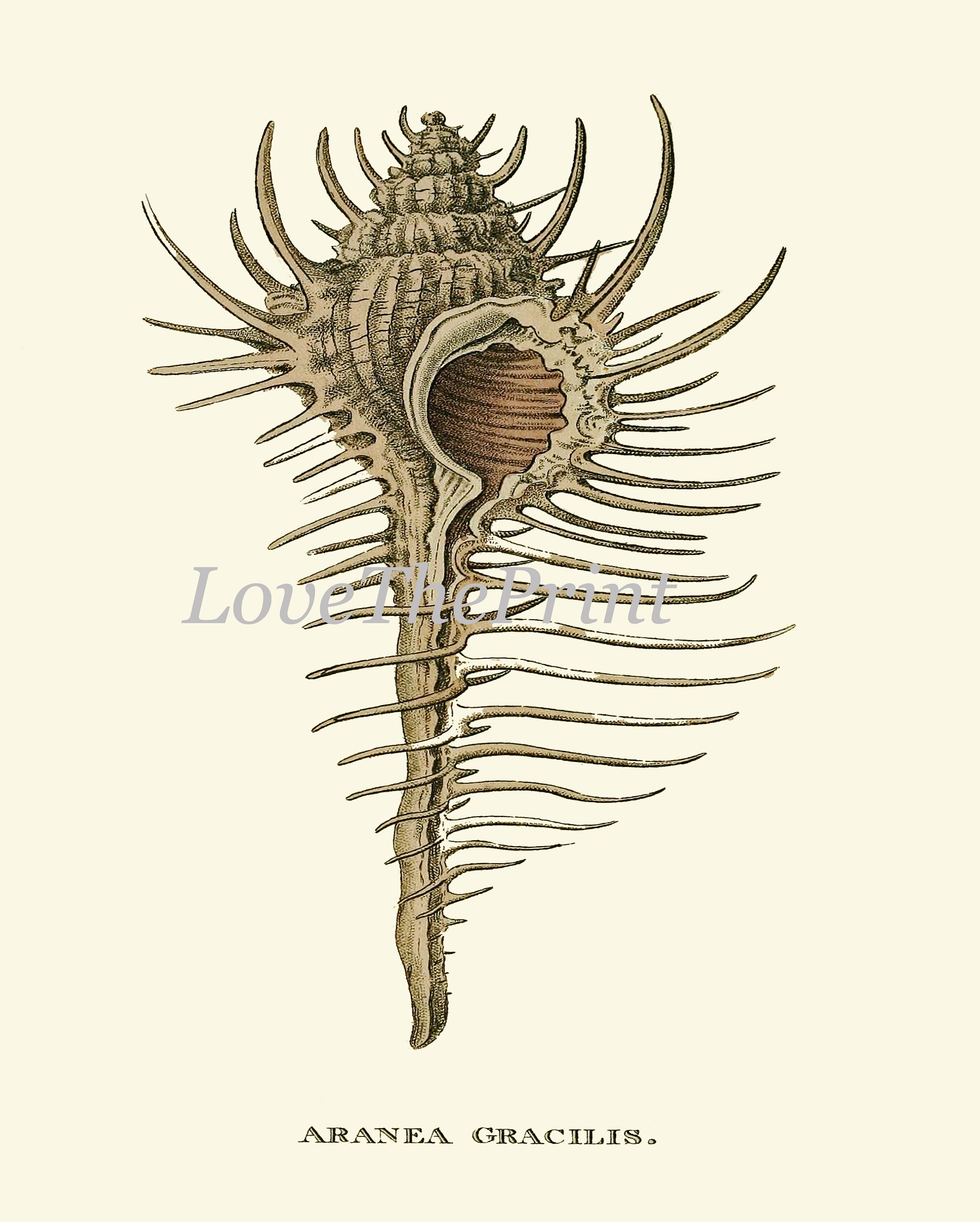 Sea Horse Shell Coral Wall Art Nautical Print Set of 6 Vintage Ocean ...