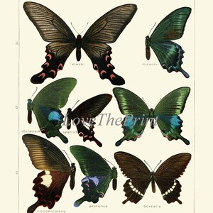 Vintage Butterfly Chart Wall Art Set of 6 Prints Beautiful Antique Blue ...