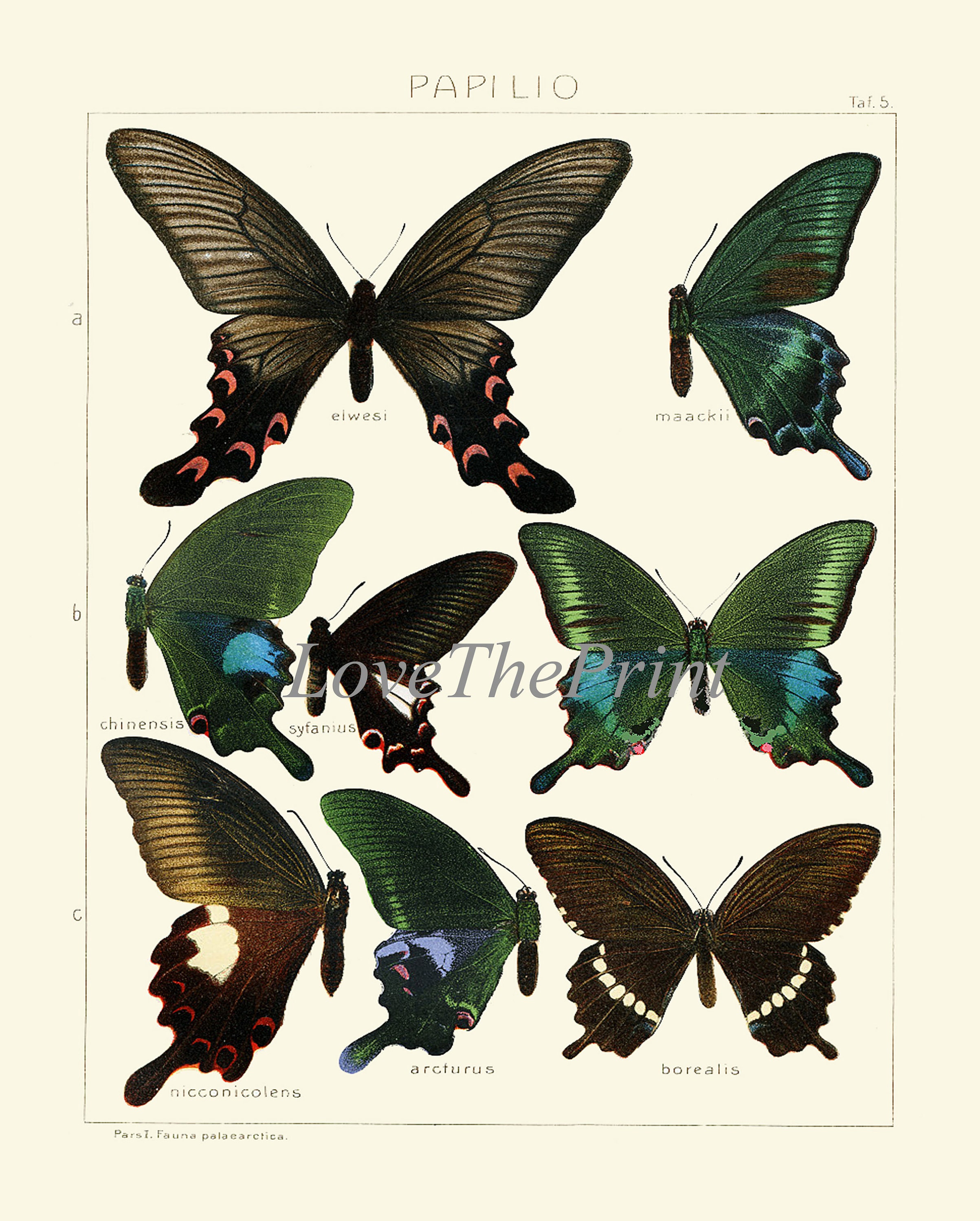 Vintage Butterfly Chart Wall Art Set of 6 Prints Beautiful - Etsy