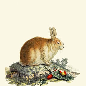Rabbit Wall Art Print Set of 4 Beautiful Antique Vintage Woodland ...