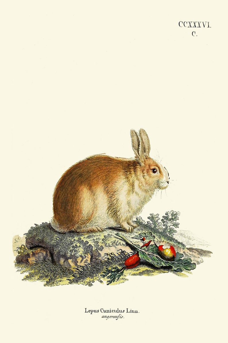 Rabbit Wall Art Print Set of 4 Beautiful Antique Vintage - Etsy
