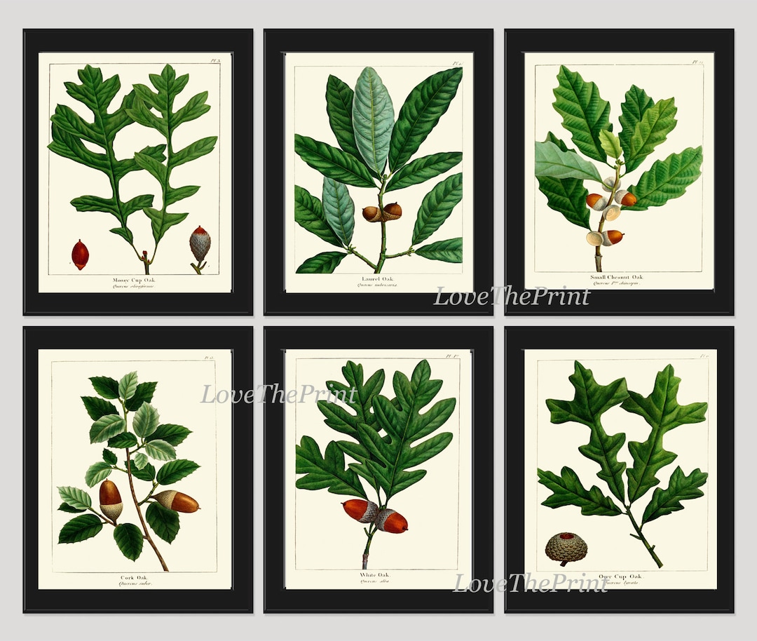 Acorn Botanical Wall Art Set of 6 Prints Beautiful Antique Vintage ...