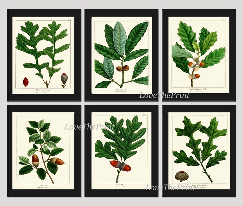 Acorn Botanical Wall Art Set of 6 Prints Beautiful Antique Vintage ...