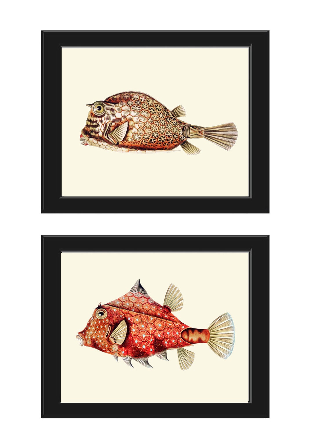 Tropical Fish Prints Wall Art Set of 2 Beautiful Antique Vintage Puffer ...