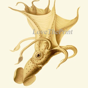 Octopus Squid Prints Wall Art Set of 4 Beautiful Antique Vintage Sea ...