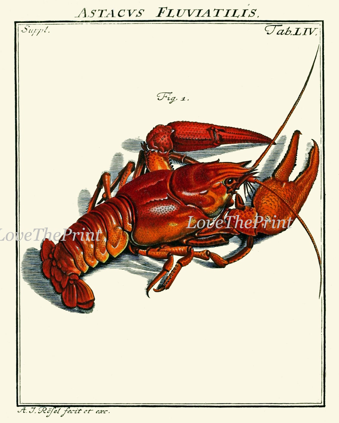Lobster Wall Art Set of 4 Prints Beautiful Vintage Antique - Etsy