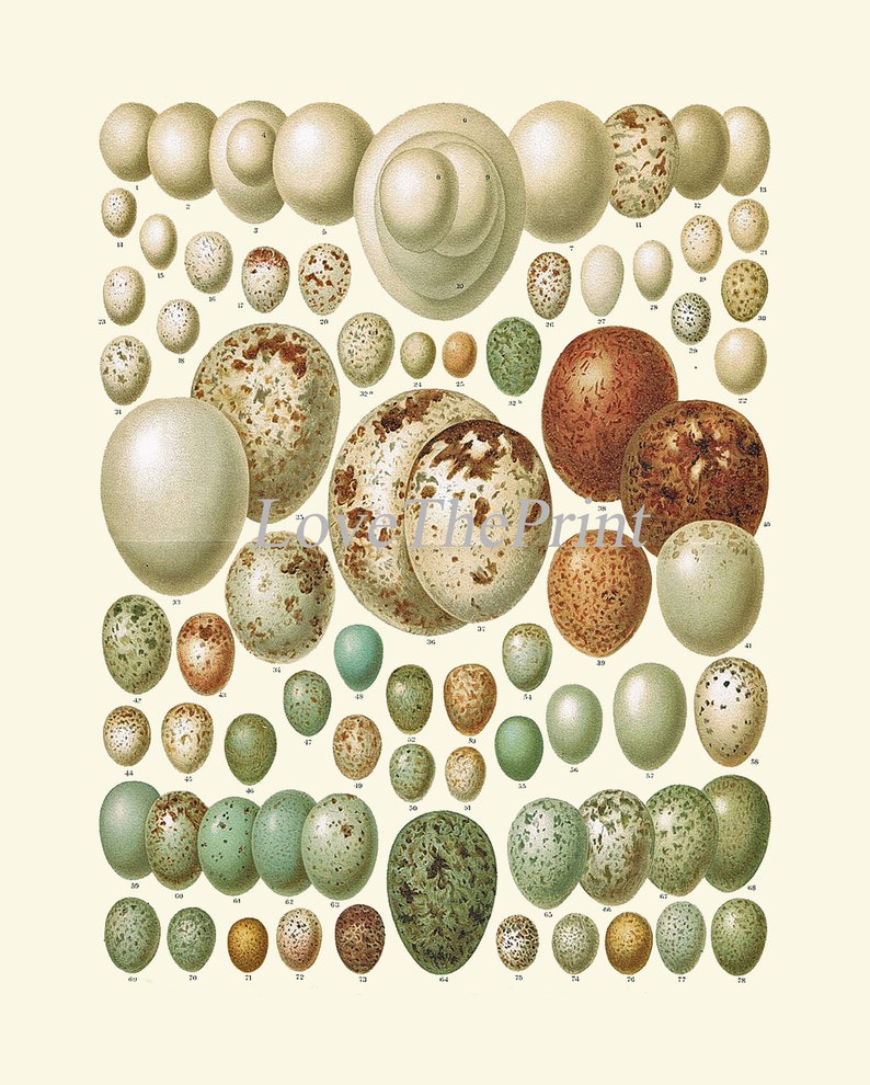 Vintage Bird Eggs Wall Art Print Set Of 6 Beautiful Antique Etsy