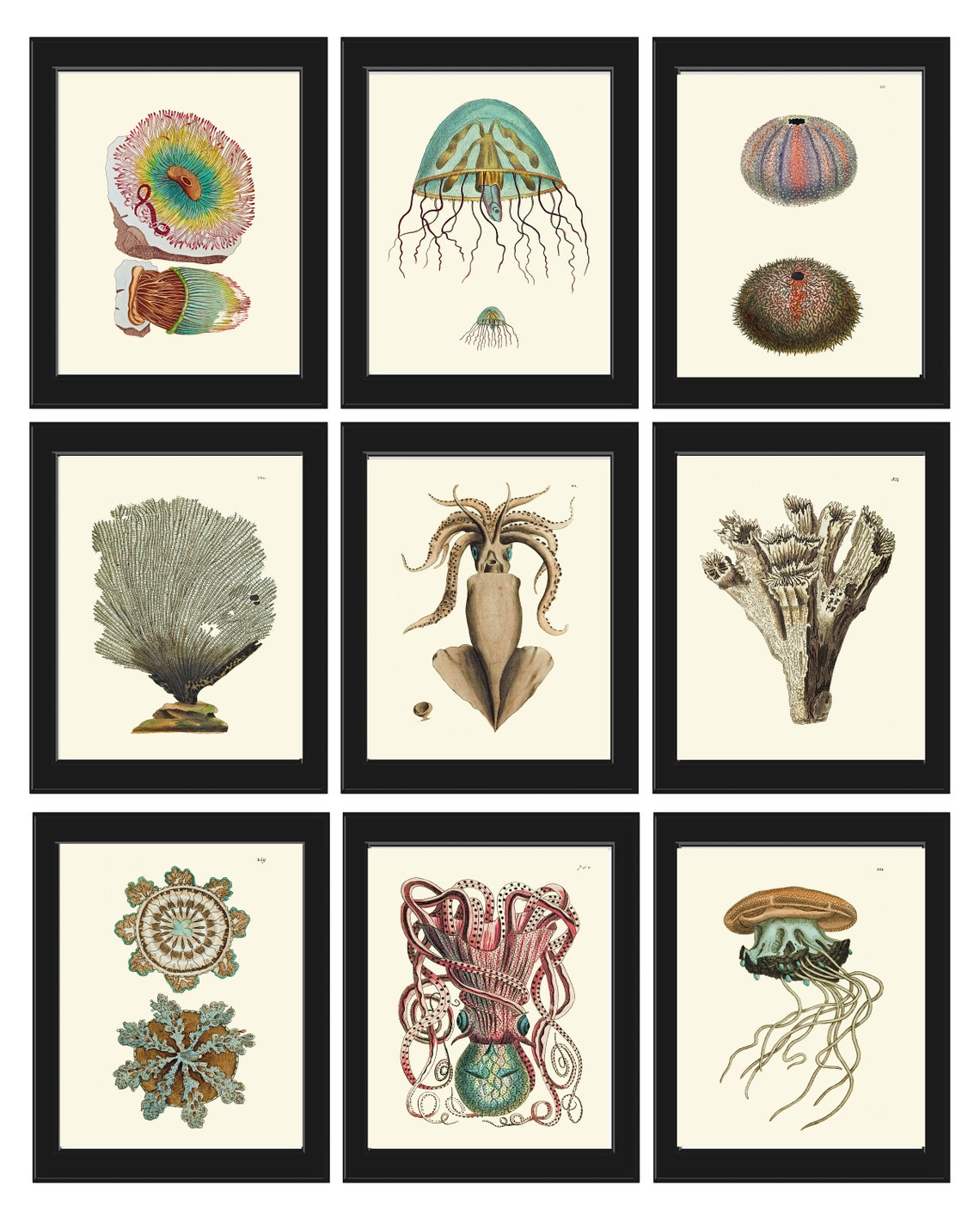 Corals Coral Prints Wall Decor Art Set of 9 Beautiful Antique - Etsy