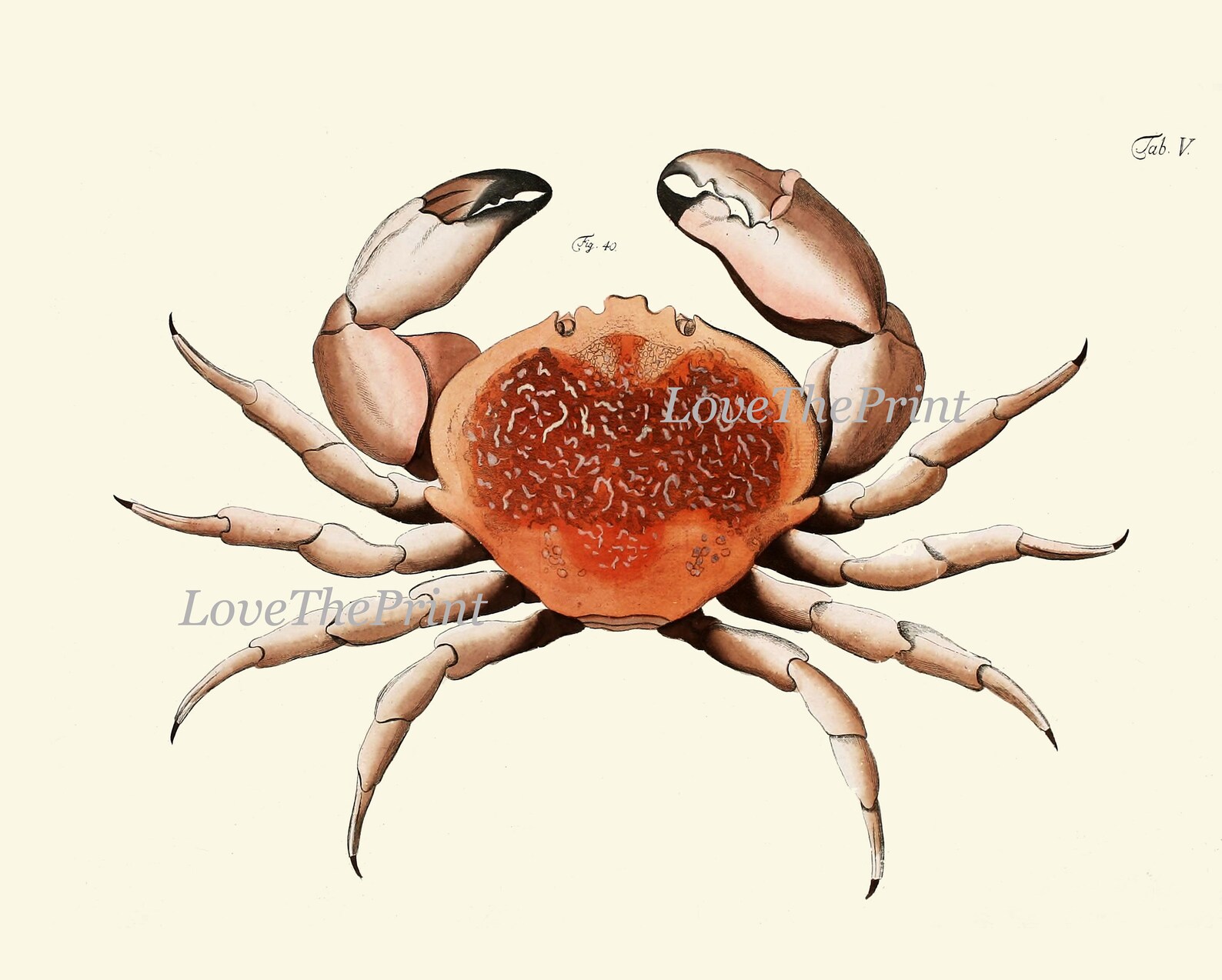 Vintage Crab Prints Wall Art Set of 4 Beautiful Blue Red Crabs - Etsy
