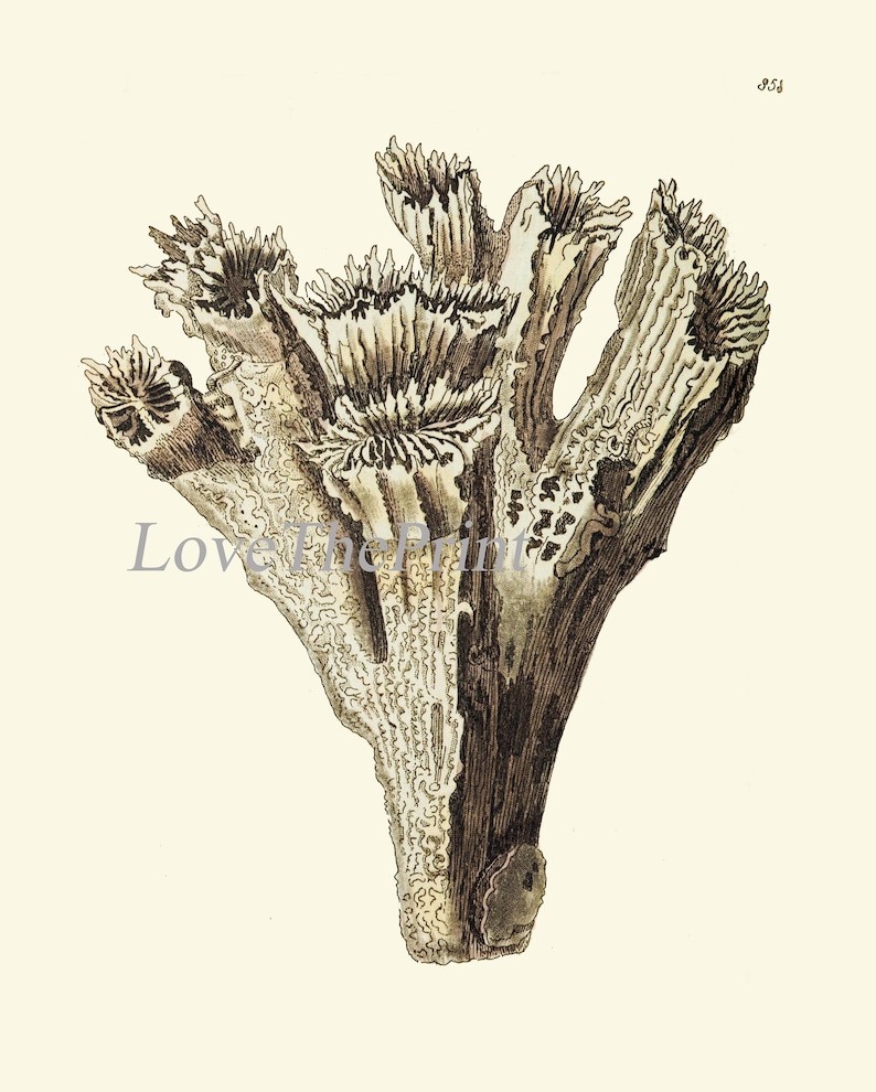 Corals Coral Prints Wall Decor Art Set of 9 Beautiful Antique - Etsy