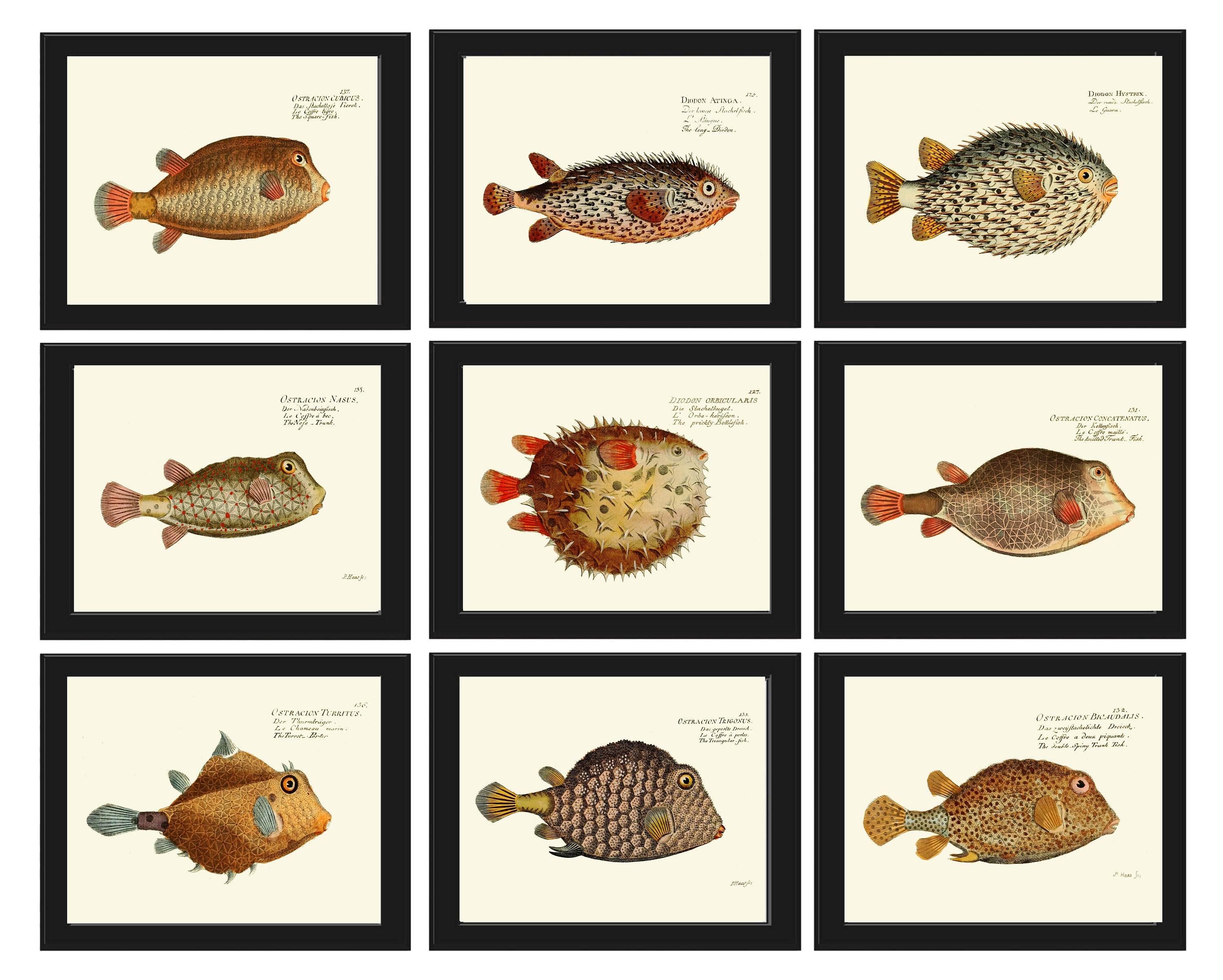 Tropical Coral Reef Fish Prints Wall Art Set of 9 Beautiful Antique ...