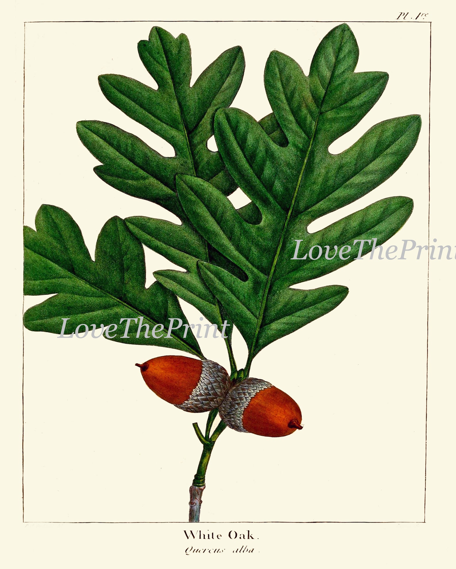 Acorn Botanical Wall Art Set of 6 Prints Beautiful Antique - Etsy