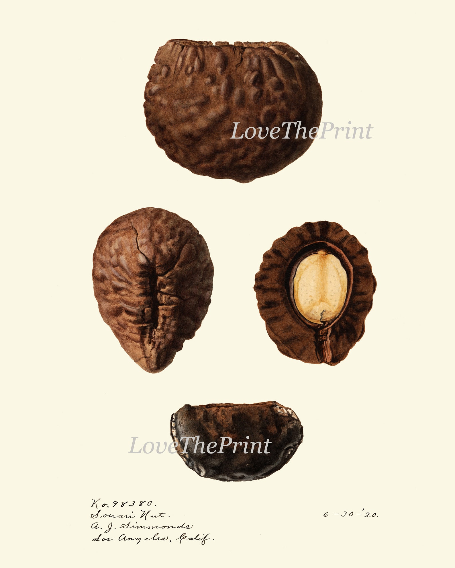 Nuts Kitchen Dining Room Wall Art Prints Set of 4 Beautiful - Etsy