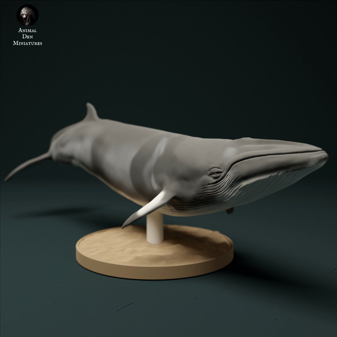 Minke Whale 1/100 Scale Realistic Animal Model 3D Printed | Decorative ...