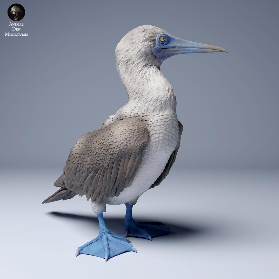 Blue Footed Booby 1/16 Scale Realistic Animal Model 3D Printed ...