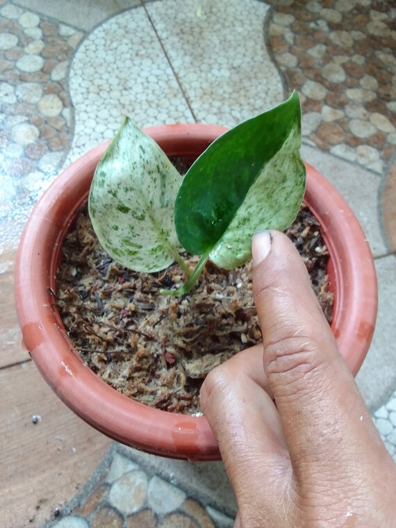 Scindapsus Marble Queen - Etsy