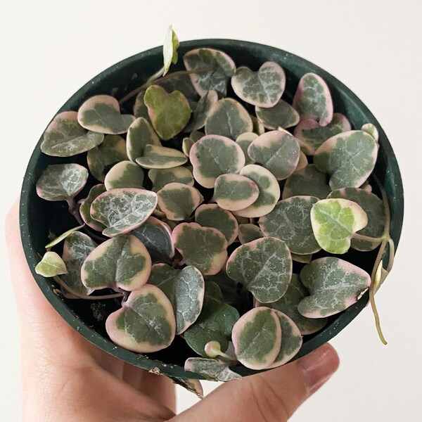 String of Hearts Plant - Etsy