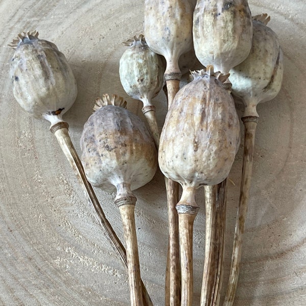 Dried Flowers Poppy - Etsy