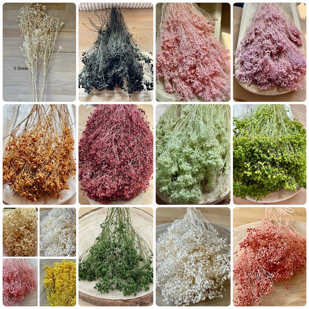 Broom Bloom, Broom Blossom, Flowers, Dried Flowers, Various Colors - Etsy