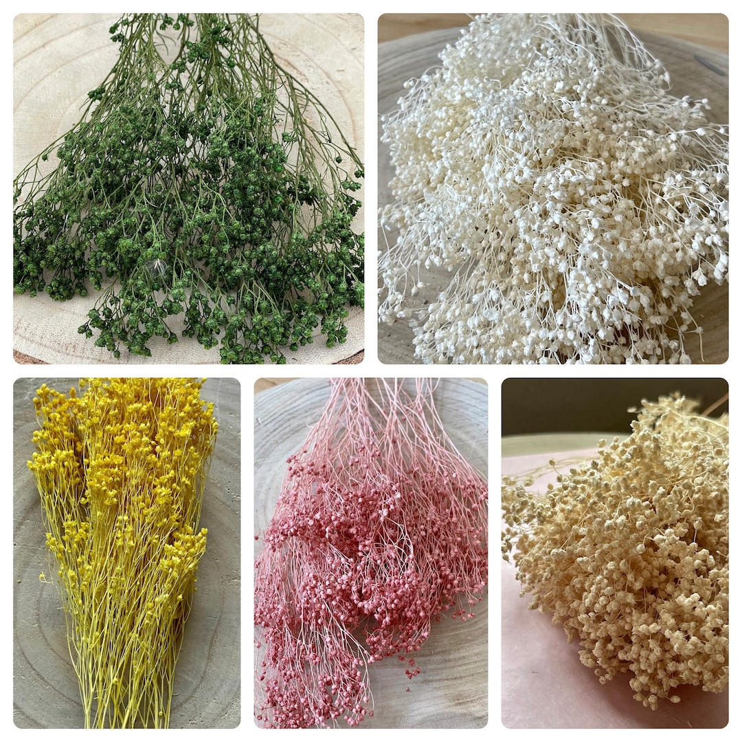 Broom Bloom, Broom Bloom, Flowers, Dried Flowers, Various Colors - Etsy