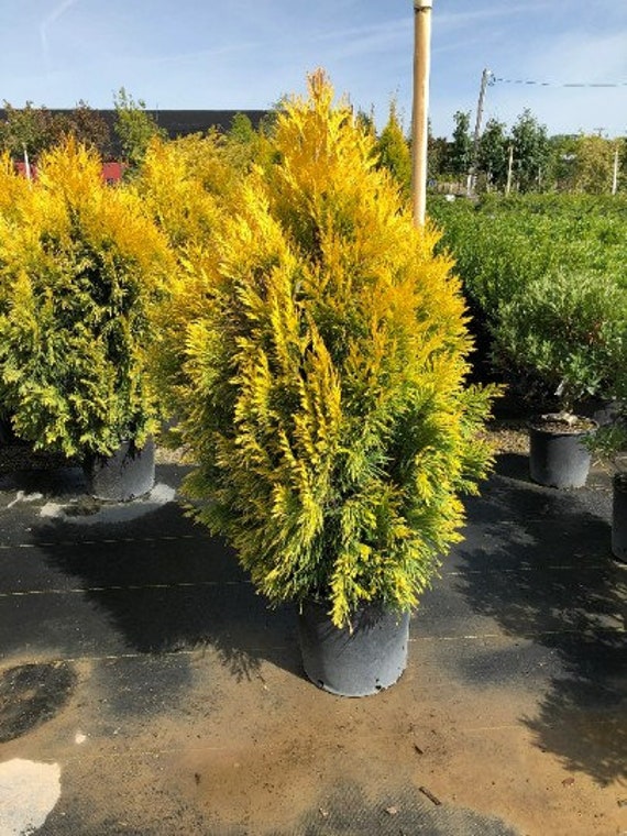 Golden Arborvitae Tree Qt Pot Live Plant Garden Outdoor | Etsy