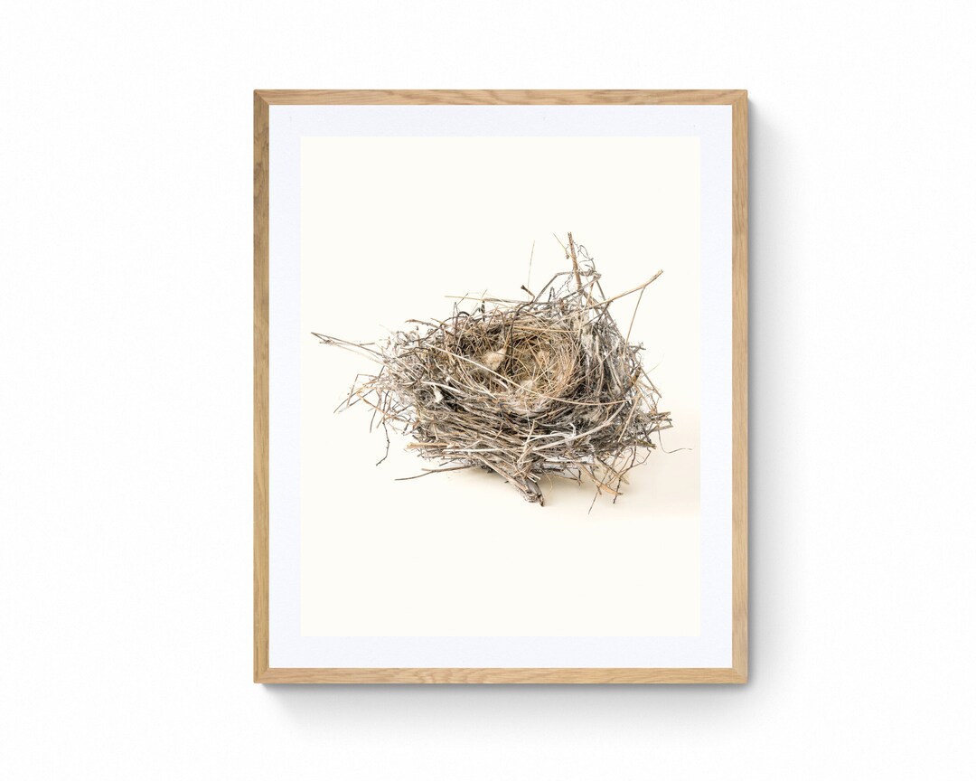 A Glimpse Into Nature's Craftsmanship: the Beauty of a Bird Nest ...