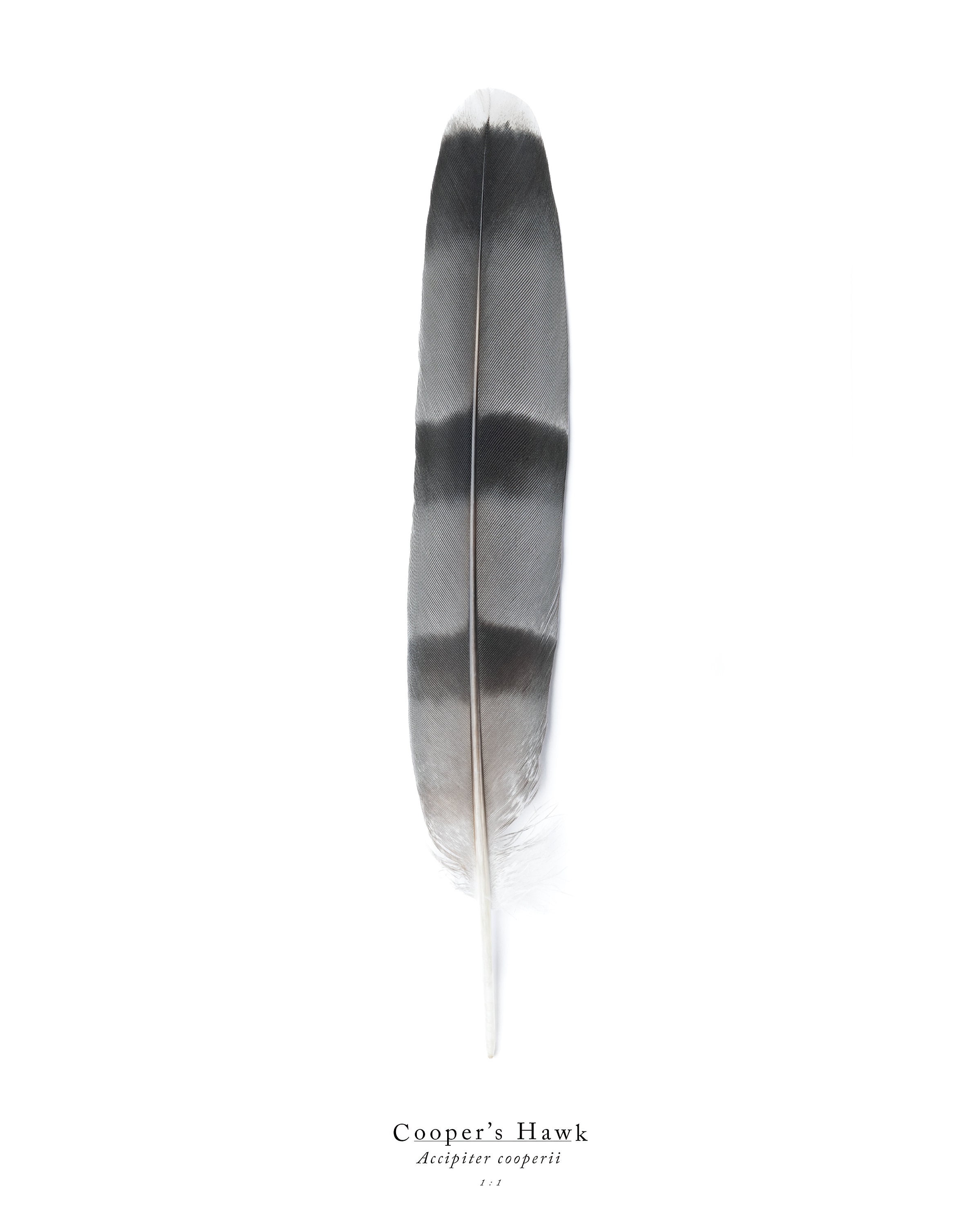 Cooper's Hawk 1:1 Scale Print of a Tail Feather on Bamboo - Etsy