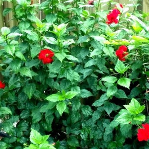 Hibiscus Red Carnation Plant Shipped in Pot OVERSTOCK SPECIAL - Etsy