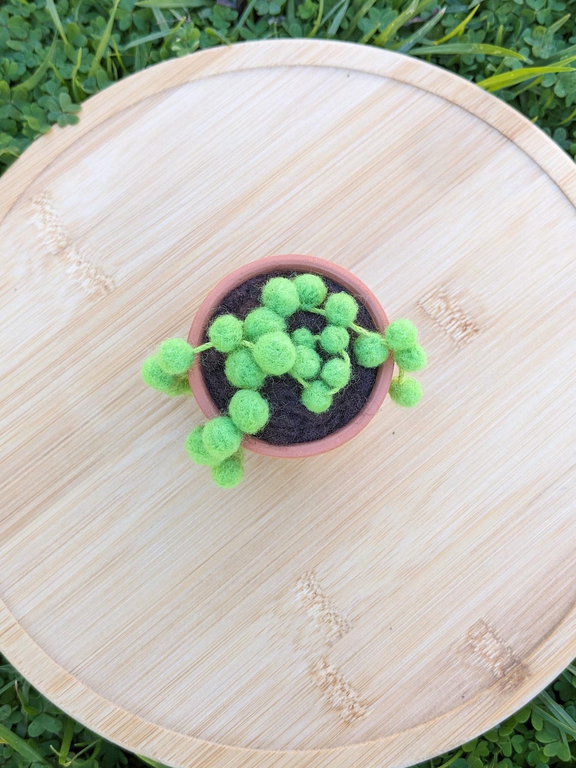 Needle Felted Succulent in Pot - String of Pearls - Etsy