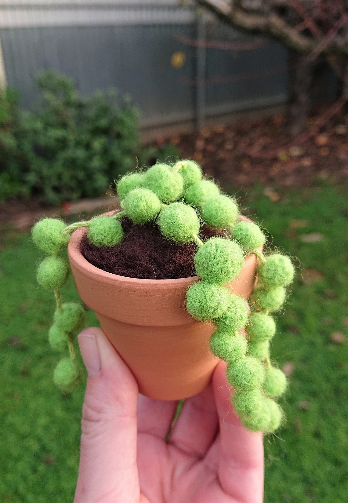 Needle Felted Succulent in Pot String of Pearls - Etsy