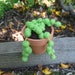 Needle Felted Succulent in Pot String of Pearls - Etsy