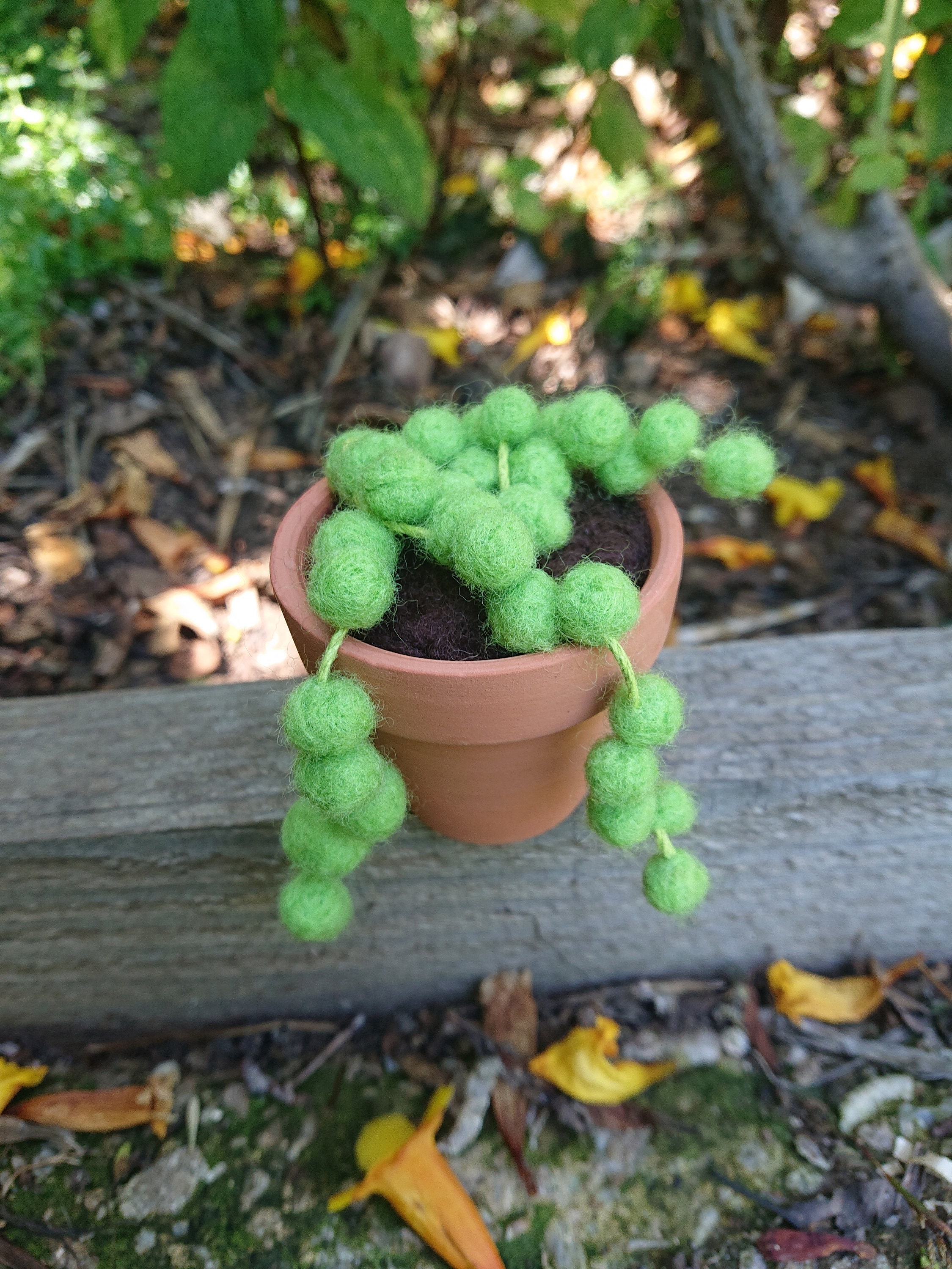 Needle Felted Succulent in Pot String of Pearls - Etsy