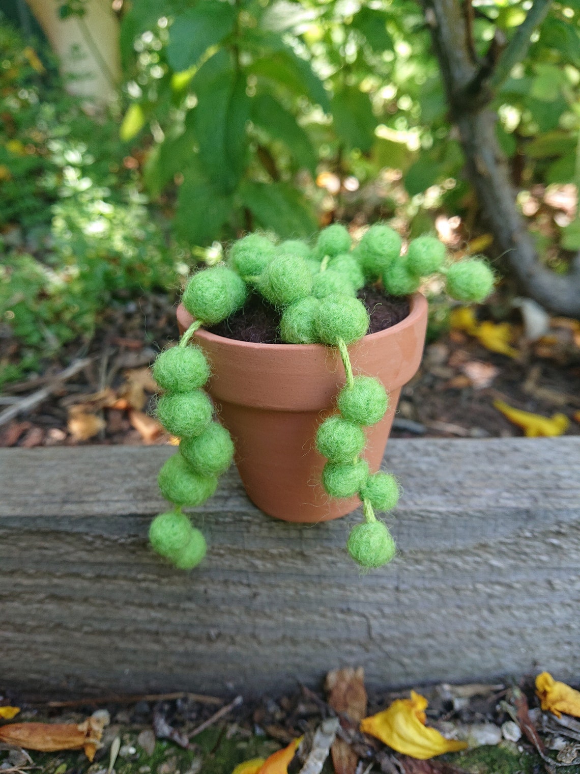 Needle Felted Succulent in Pot String of Pearls - Etsy