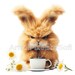 13 Grumpy Coffee Rabbit Clipart, 13 Designs, 406 DPI, Printable,no ...