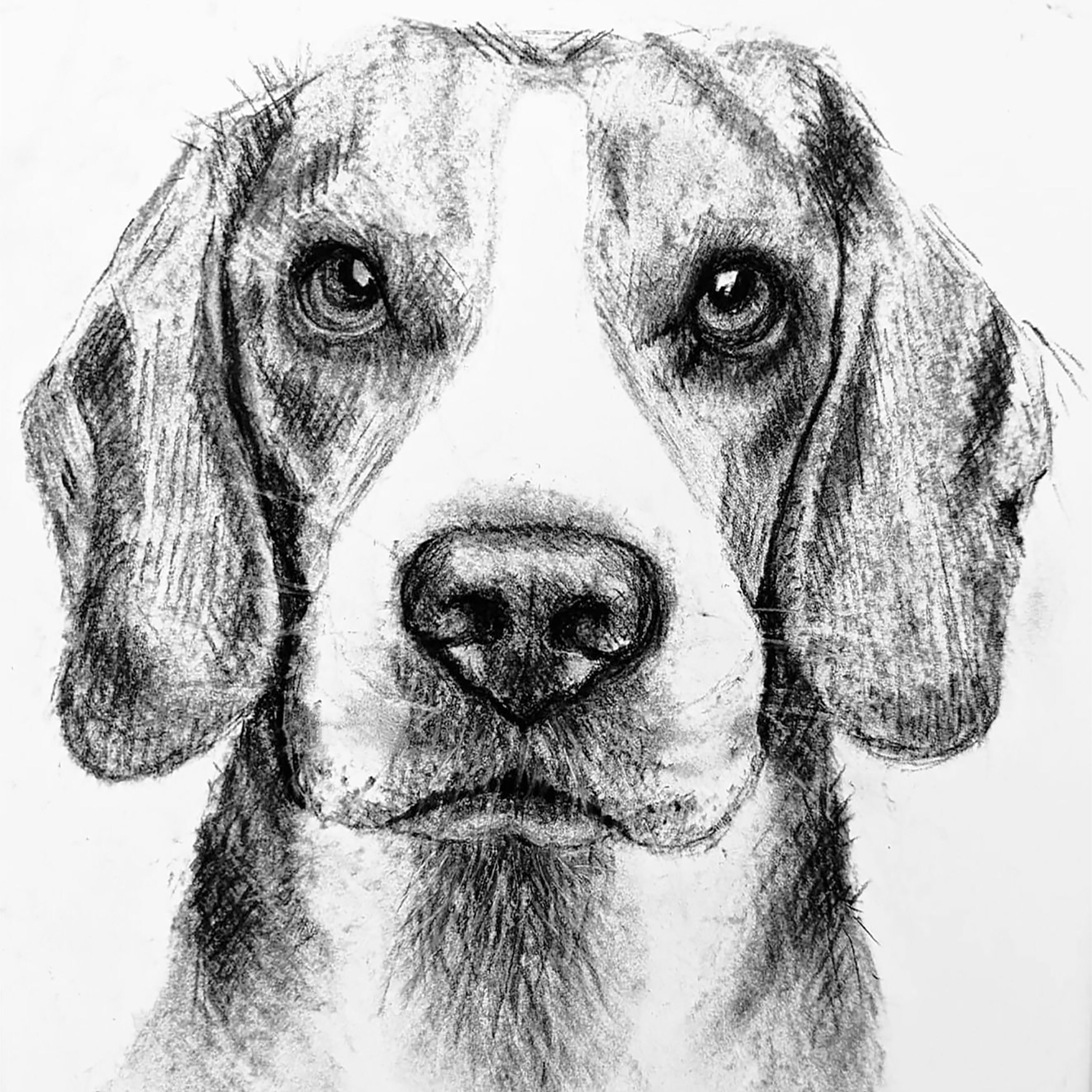 Black And White Beagle Drawing