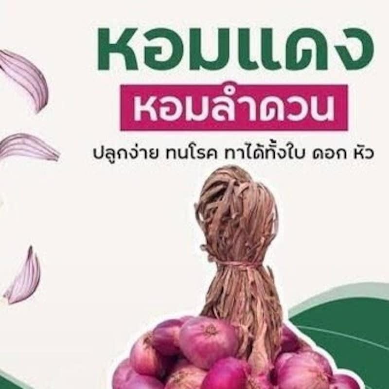 Asian Onion Seed - Etsy