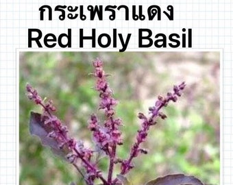 Red Rubin Basil Seeds Herb Heirloom NON GMO Country Creek - Etsy