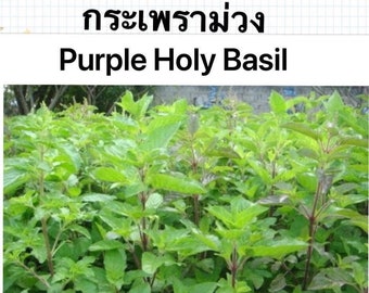 Holy Basil krishna Basil Purple Leaf - Etsy