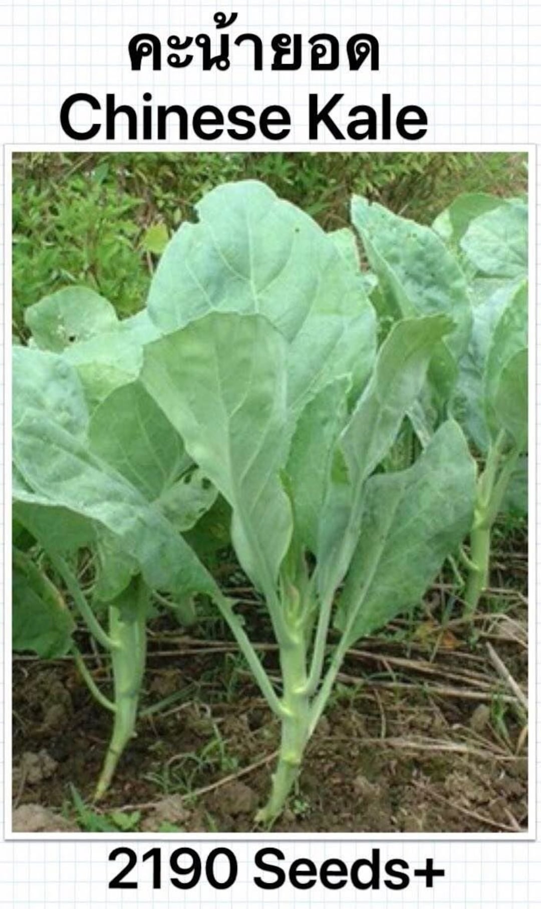 Chinese Kale Seeds - Etsy