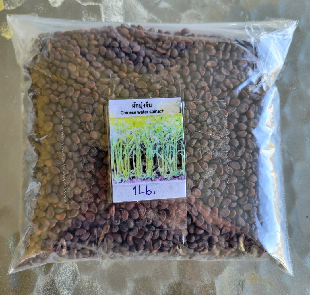 Chinese Water Spinach Seeds 1 Pound Bag - Etsy