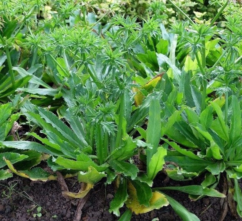 Thai / Asian Parsley / Cilantro - Etsy