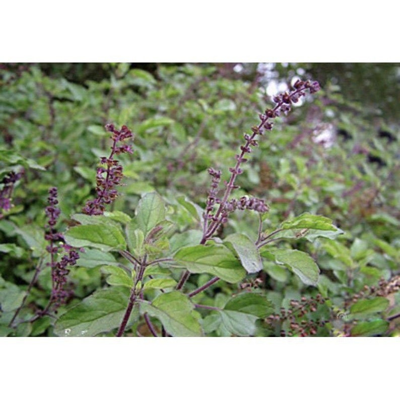 Purple Holy Basil Seeds - Etsy