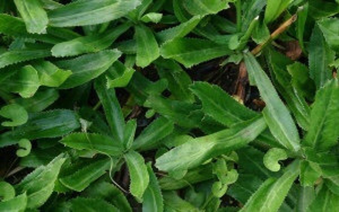 Thai / Asian Parsley / Cilantro - Etsy